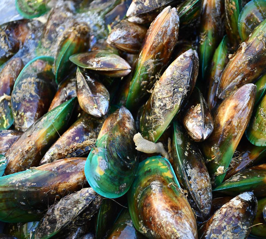 TURNER Green-Lipped Mussel Oil: The Logical Choice for Omega-3s ...